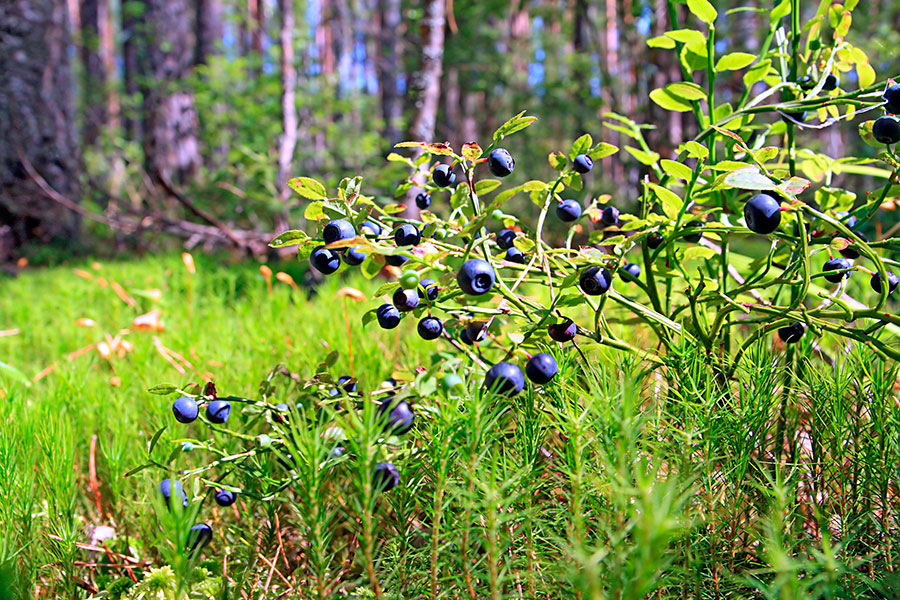 Mustikkaa on metsät täynnä - Sulkava-lehti